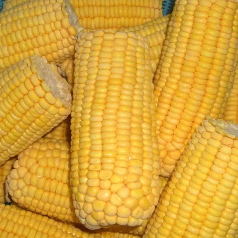 frozen corn cobs manufacture_wholesale frozen corn cob sweet yellow cor ...